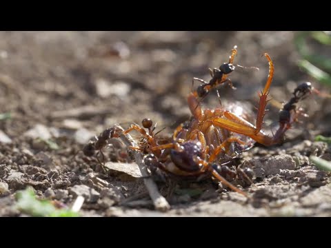 Karınca Belgeseli: Toprağın Altındaki Gizli İmparatorluk