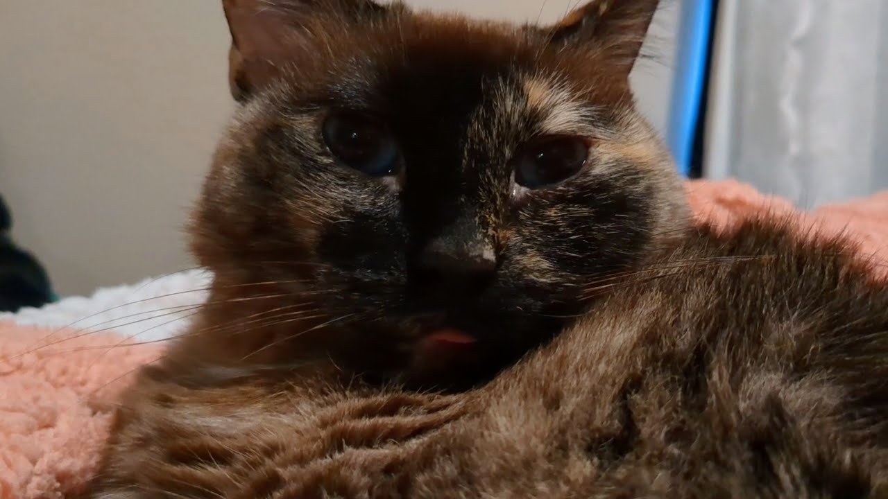 The Tiniest Blep 😋 - YouTube
