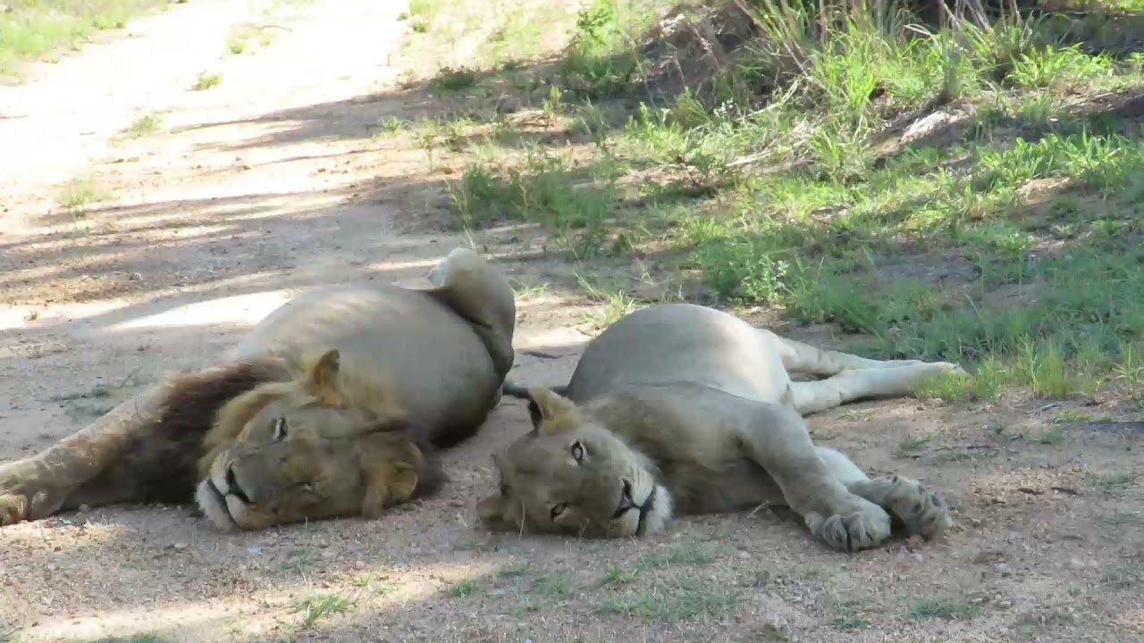 Fat lions sleeping off their breakfast. Kruger National Park South ...