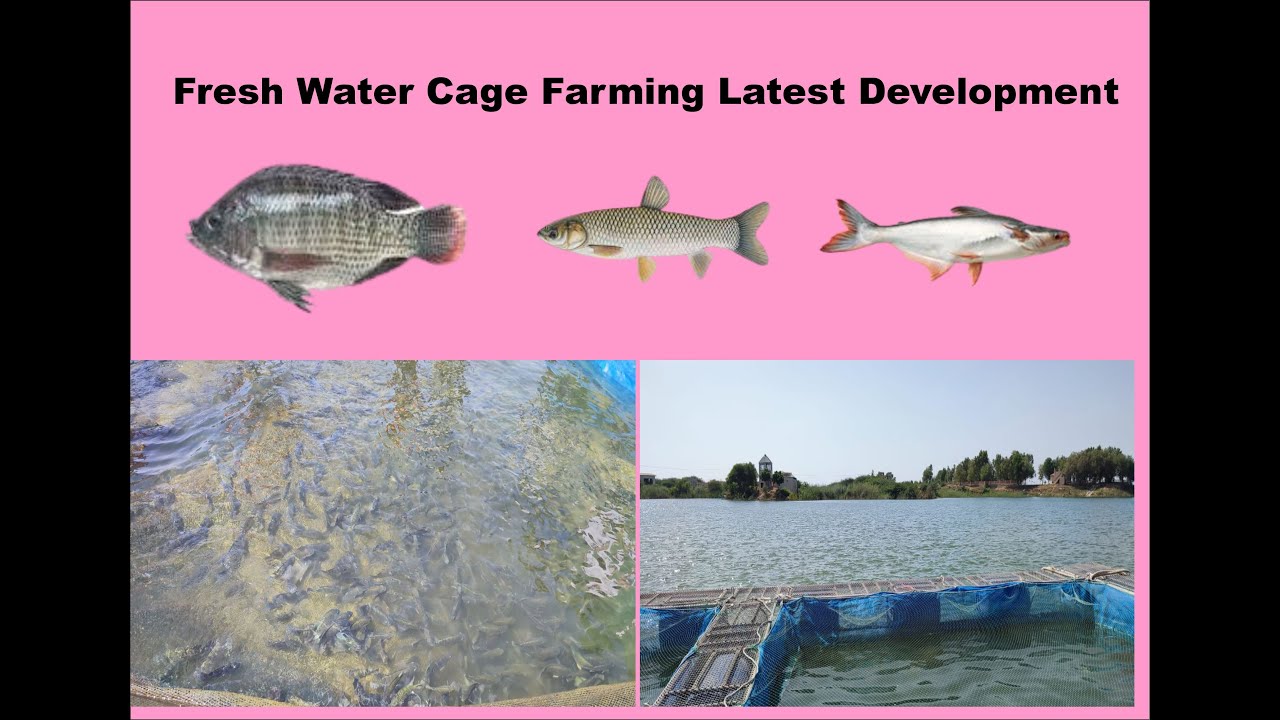 Cage culture Fish Farming - YouTube
