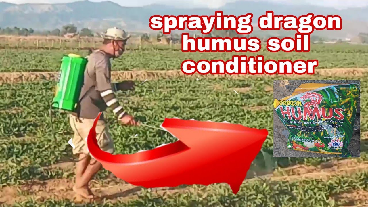 Spraying Dragon Humus at Watermelon/epektibo - YouTube