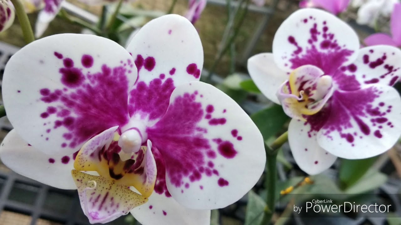 Arum Orchid bunga anggrek - YouTube