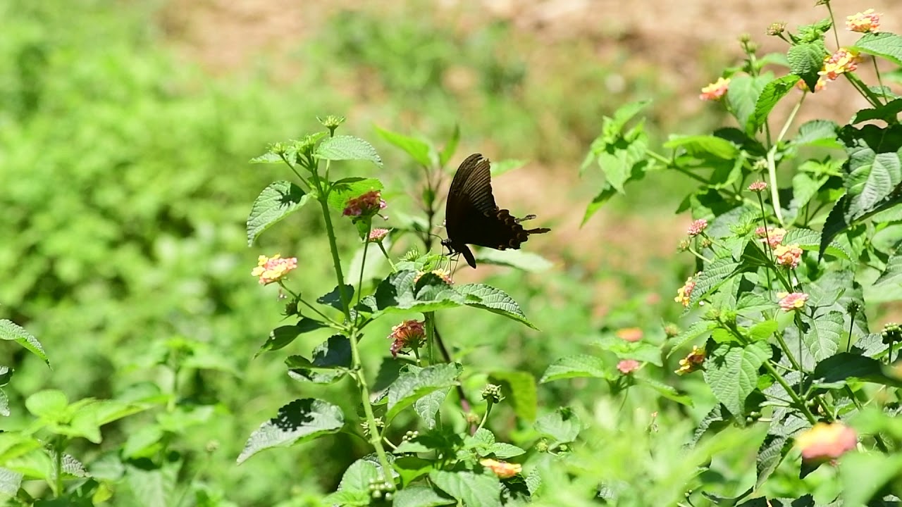 Common peacock (Papilio bianor) - YouTube