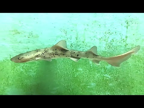 ドチザメ Banded houndshark Triakis scyllium - YouTube