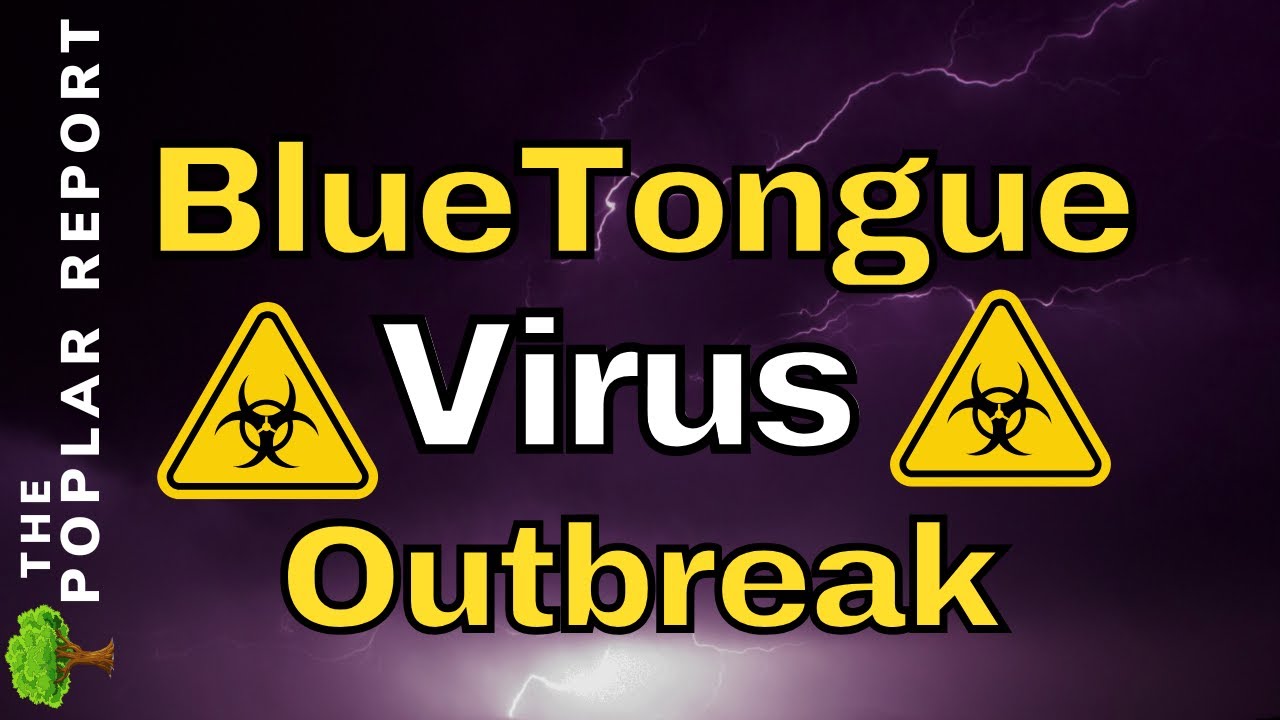 🚨🚨MULTIPLE Big CRISIS All At ONCE... & Food Shortage Updates - YouTube