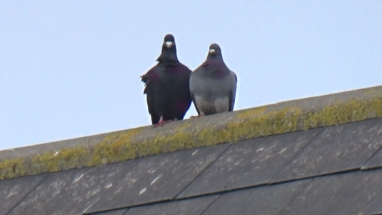 Missing Pigeons - YouTube
