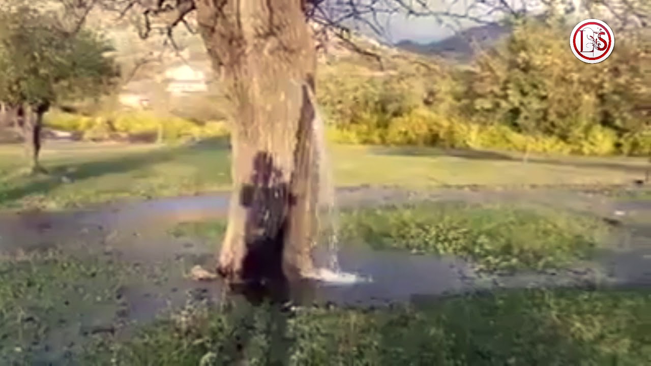 Puno sa Montenegro na nakakagaling (The Tree of water) - YouTube