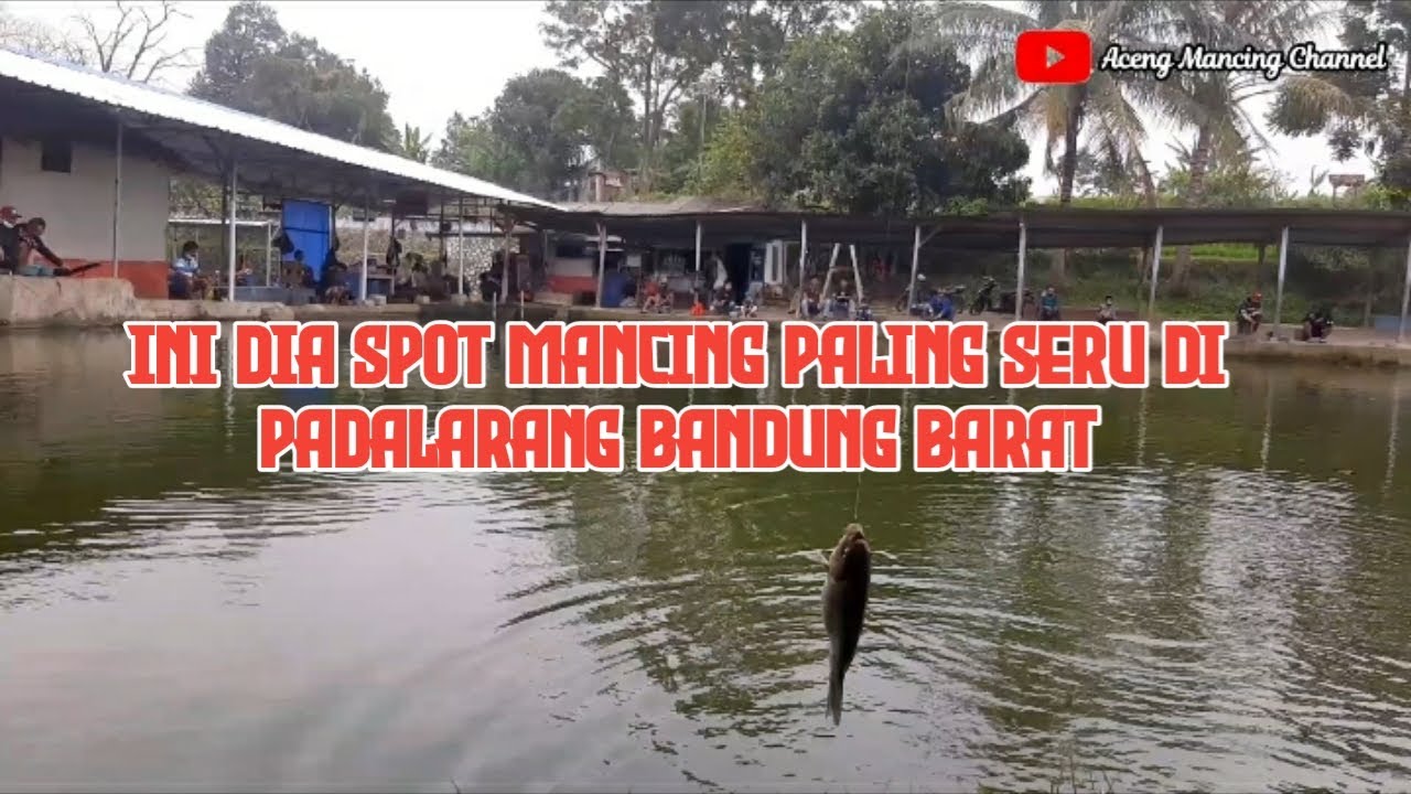 Mancing ikan mas di pemancingan simpang padalarang bandung barat - YouTube