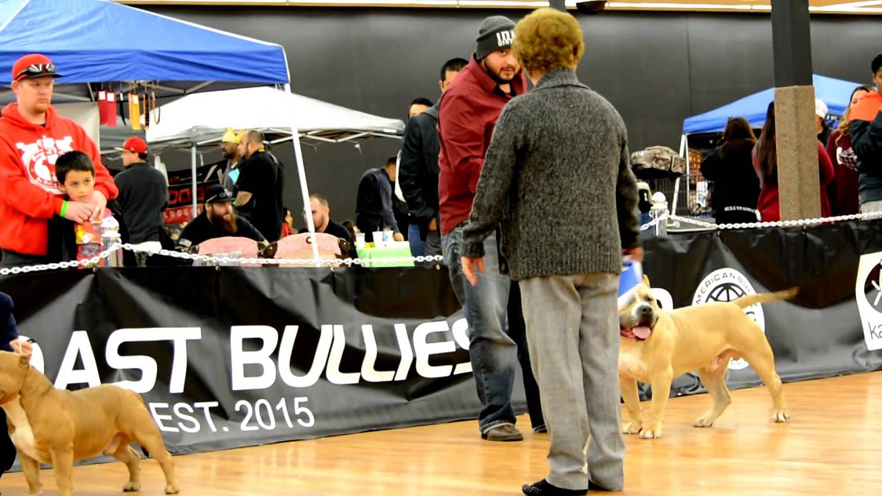 2015 ABKC GRCH MEXICO NATIONAL WINNER "MUFASA - YouTube
