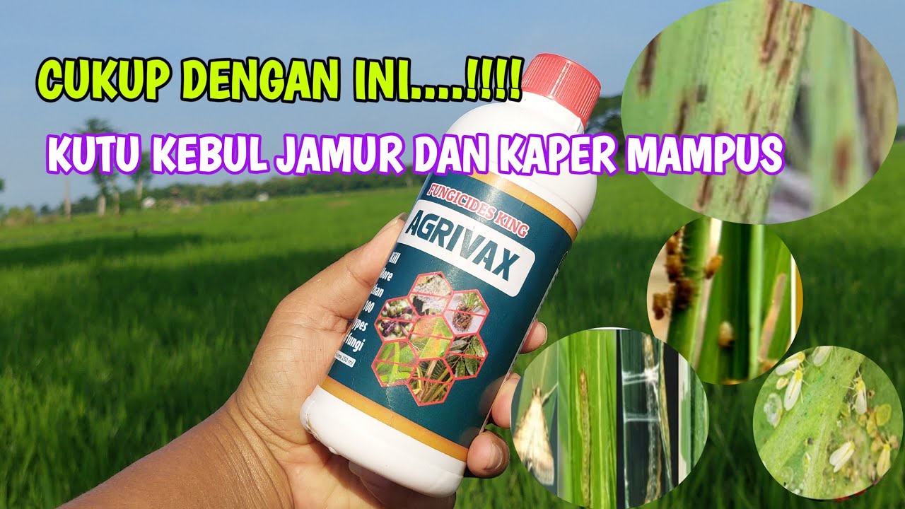 REKOMENDASI‼️CARA MENGATASI HAMA KAPER KUTU KEBUL ULAT PADA TANAMAN ...