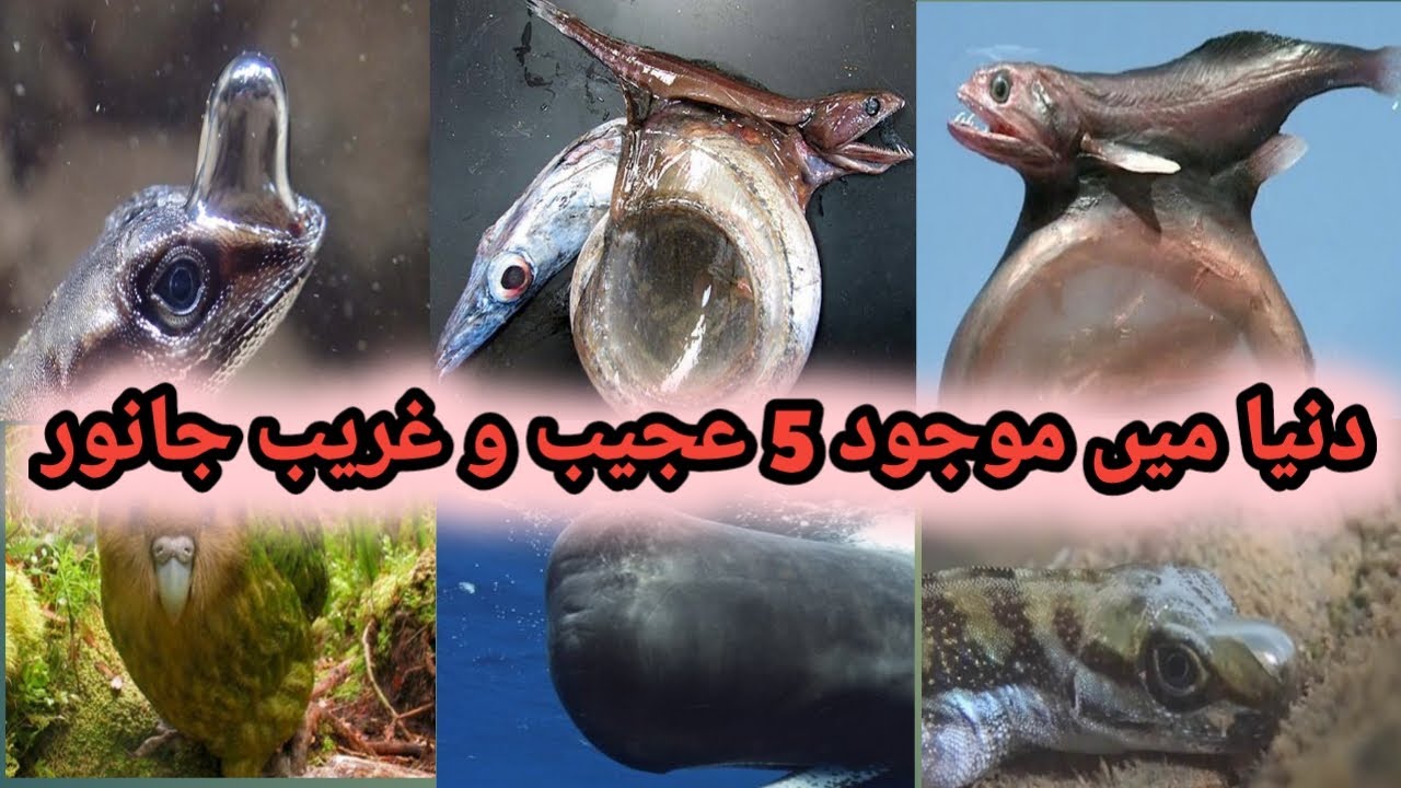 Dunya Main Mojud Ajeeb o Ghareeb animals| Most Unbelievable # ...