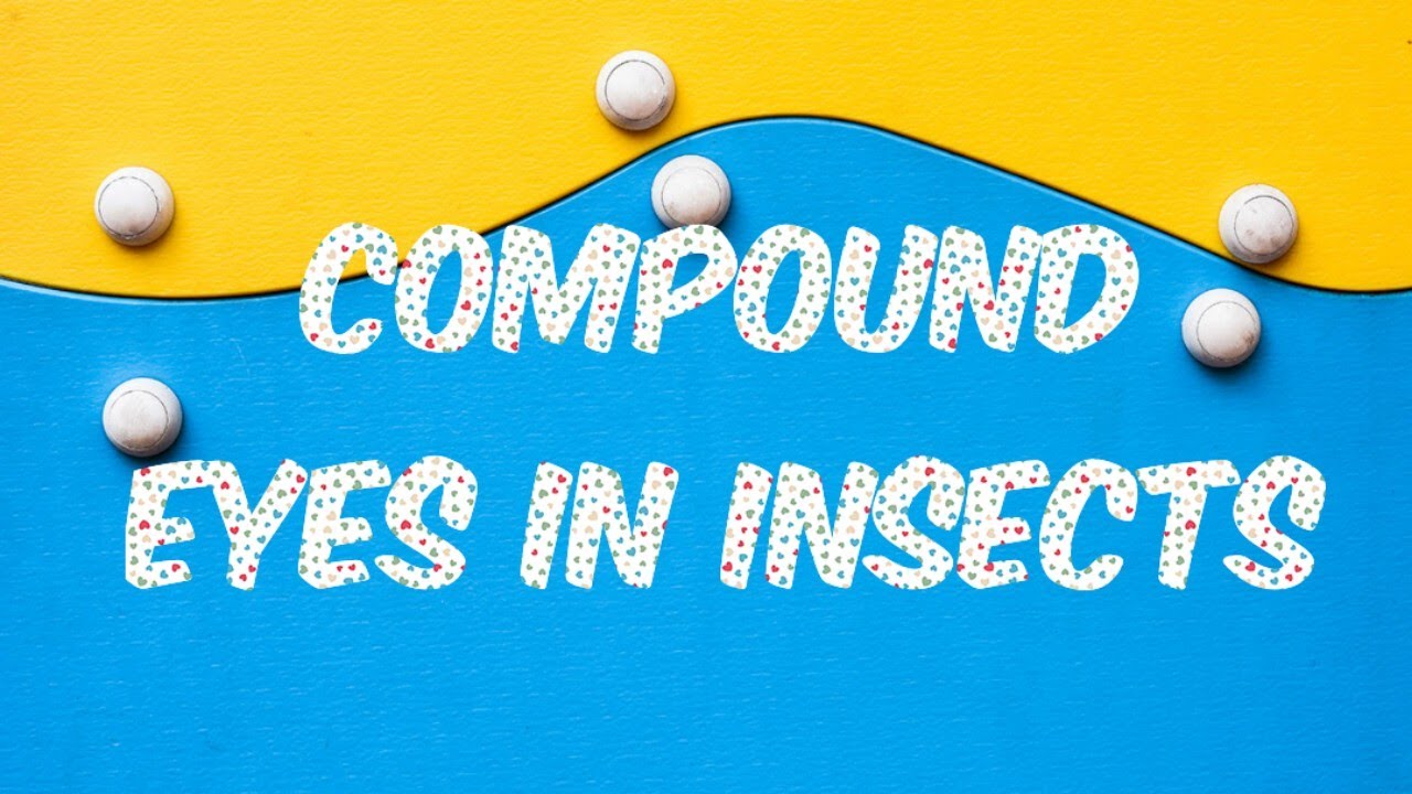 Bsc 6th sem...Types of eyes in Insects ( Compound eye) - YouTube