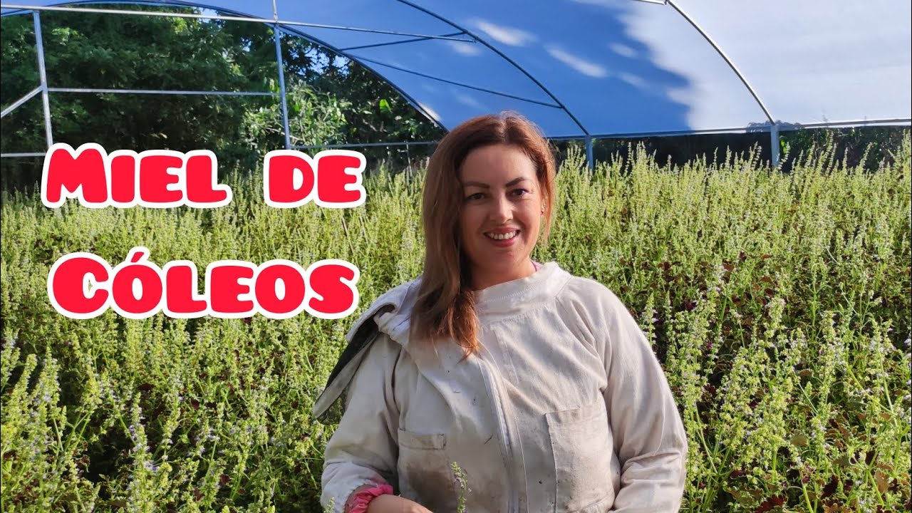 REORDENANDO UNA COLMENA - YouTube