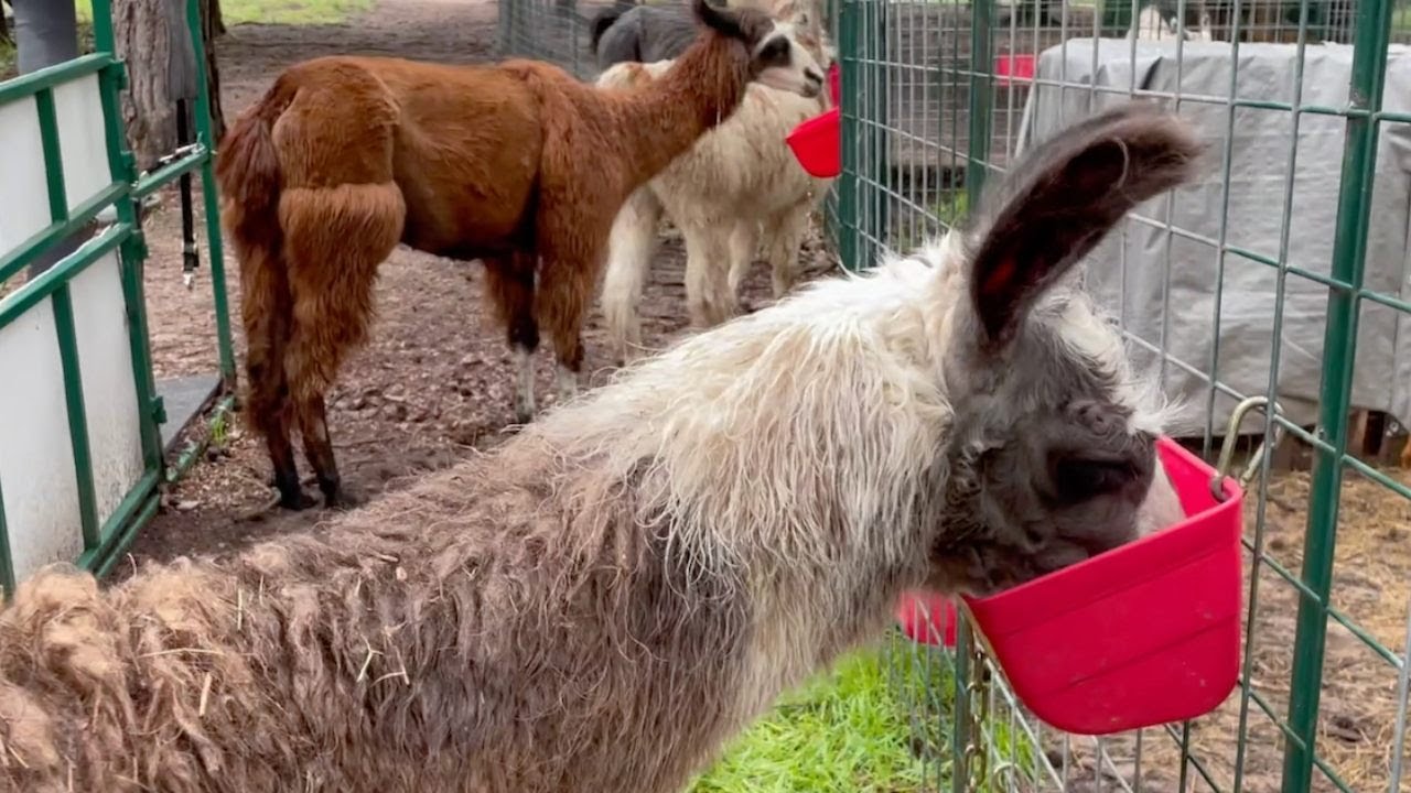 What Our Llama Herd Eats (in addition to hay and free range) - YouTube
