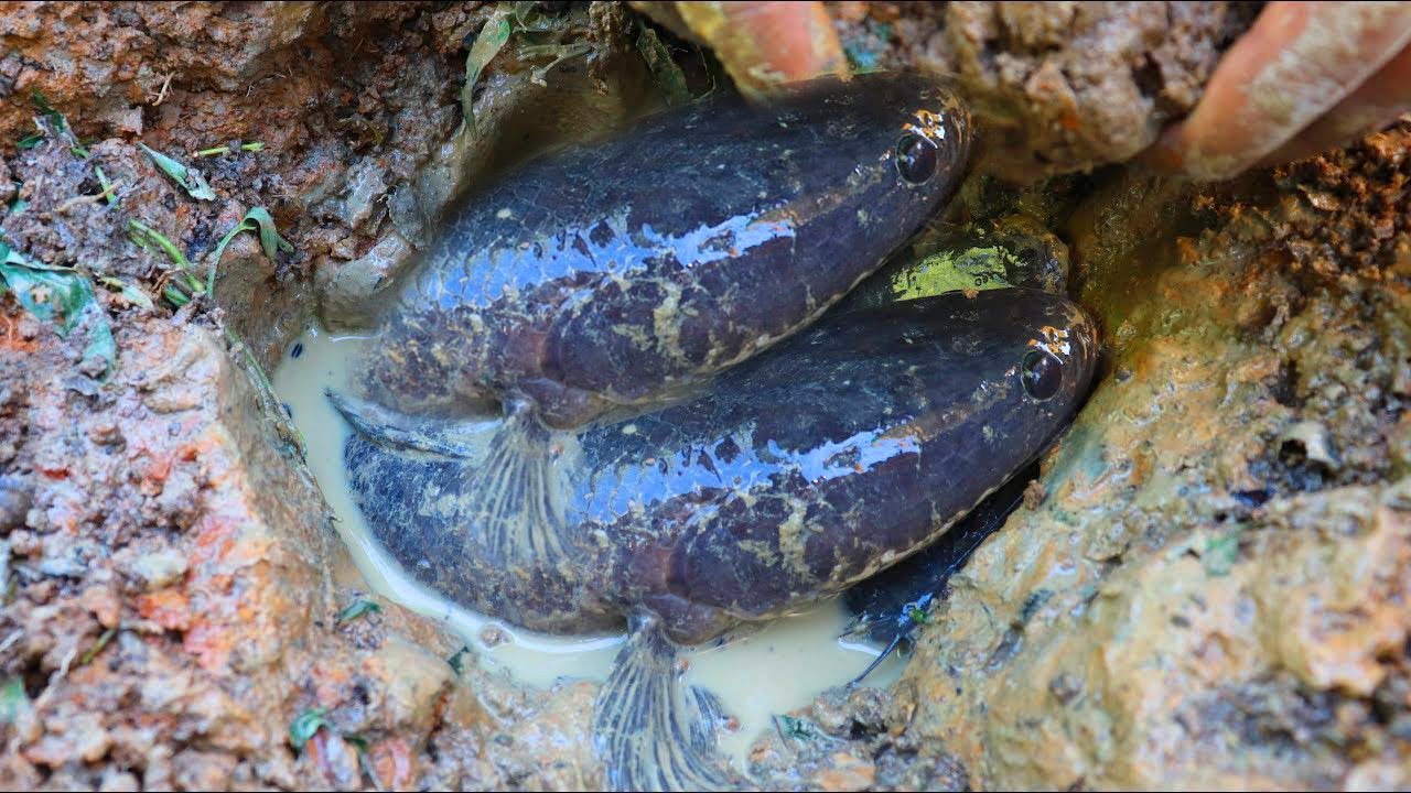 Catch Giant Big Fish By Mud In Dry Season - YouTube