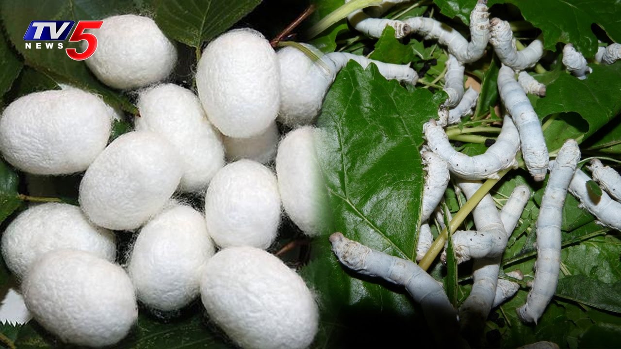 Success Story of Mulberry Silkworm Cultivation | Annapurna | TV5 News ...