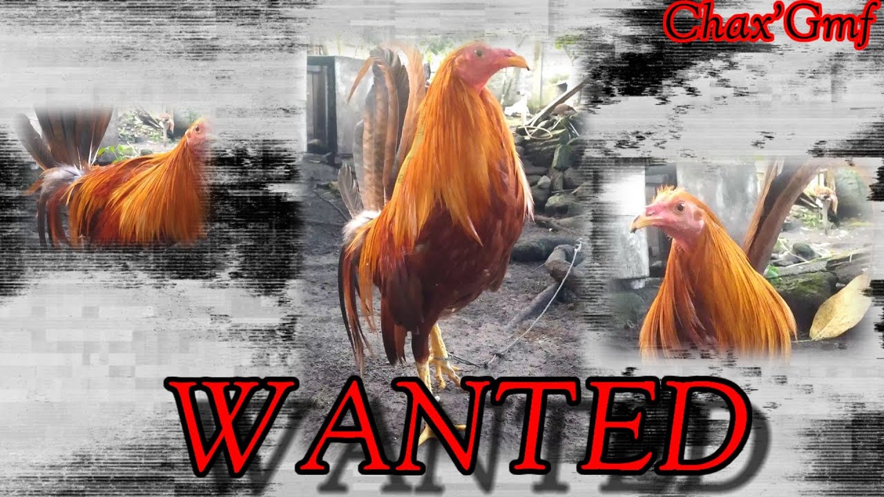 Ayam Filipin Sweater Gold#peternakmuda - YouTube