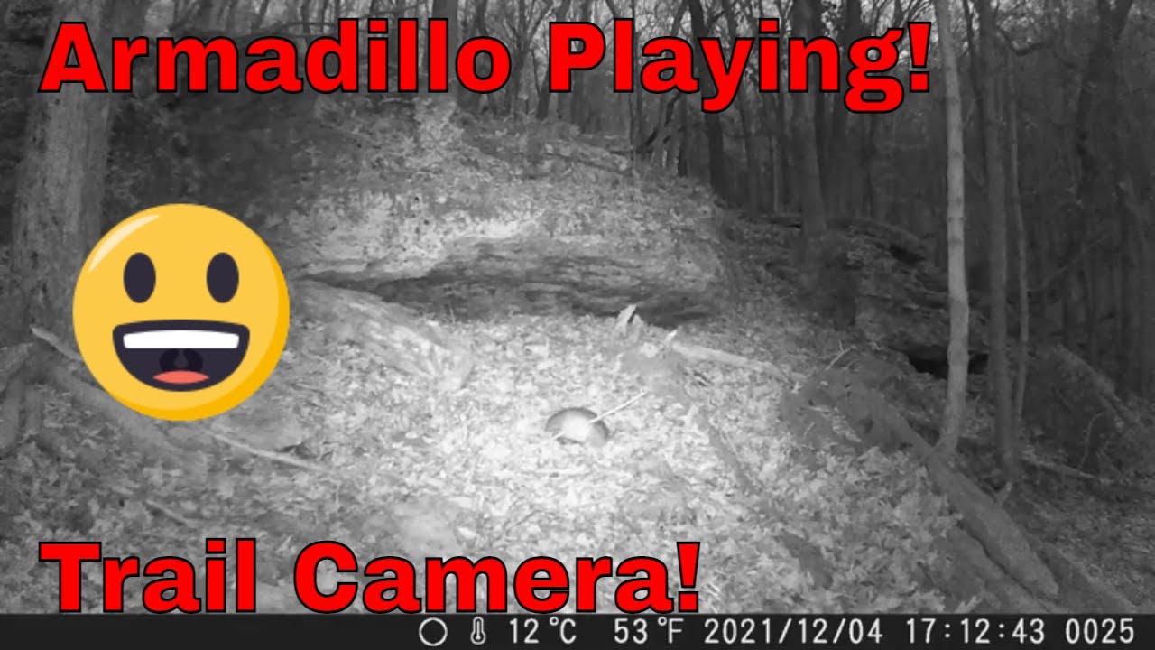 Missouri Trail Camera Captures Monster Armadillo! Night Time Trail ...