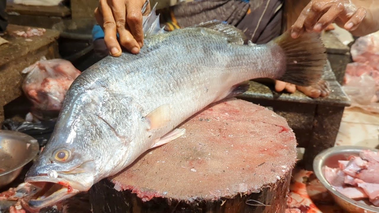 Incredible Huge Bhetki Fish Cutting In BD Fish Market | Fish Cutting ...