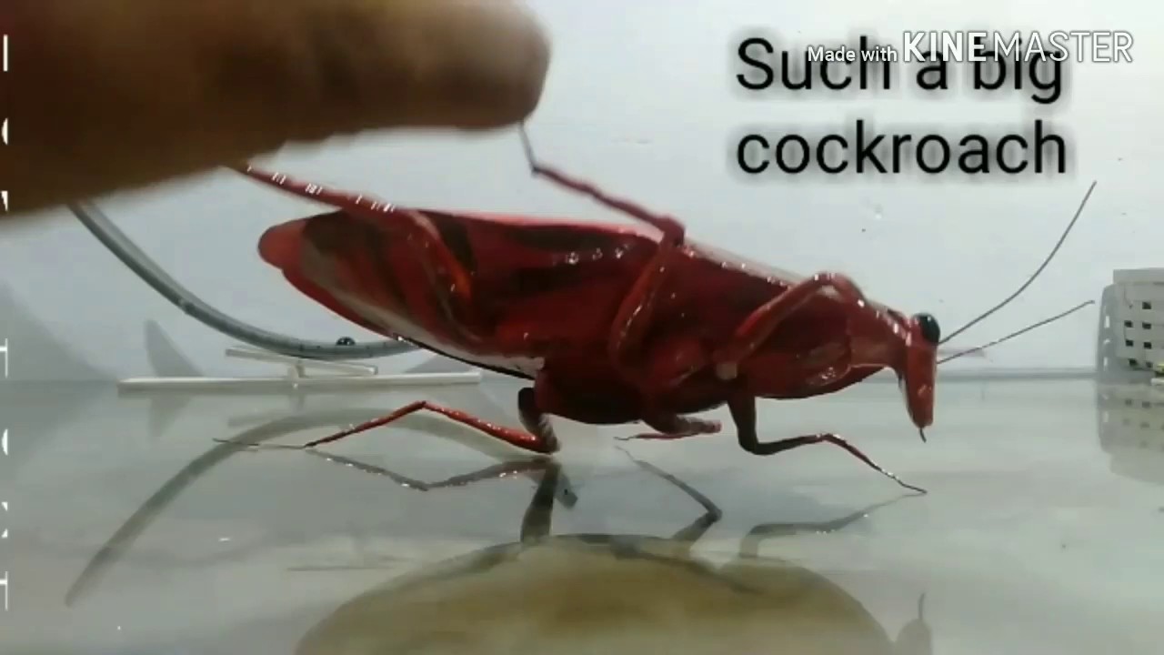 Home made Cockroach. How to make. Diy art and craft - YouTube