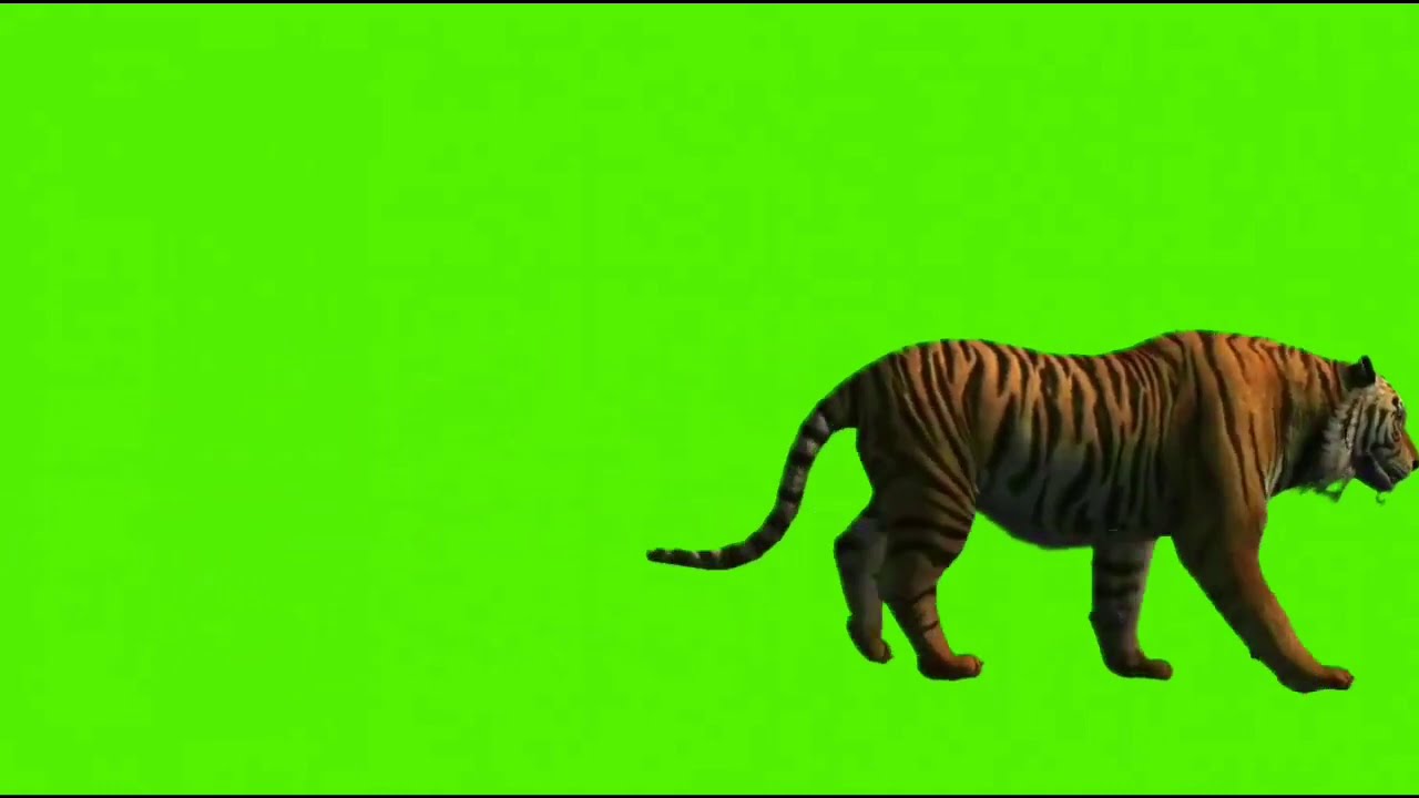 HD Tiger green screen free video | green screen tiger | copyright free ...