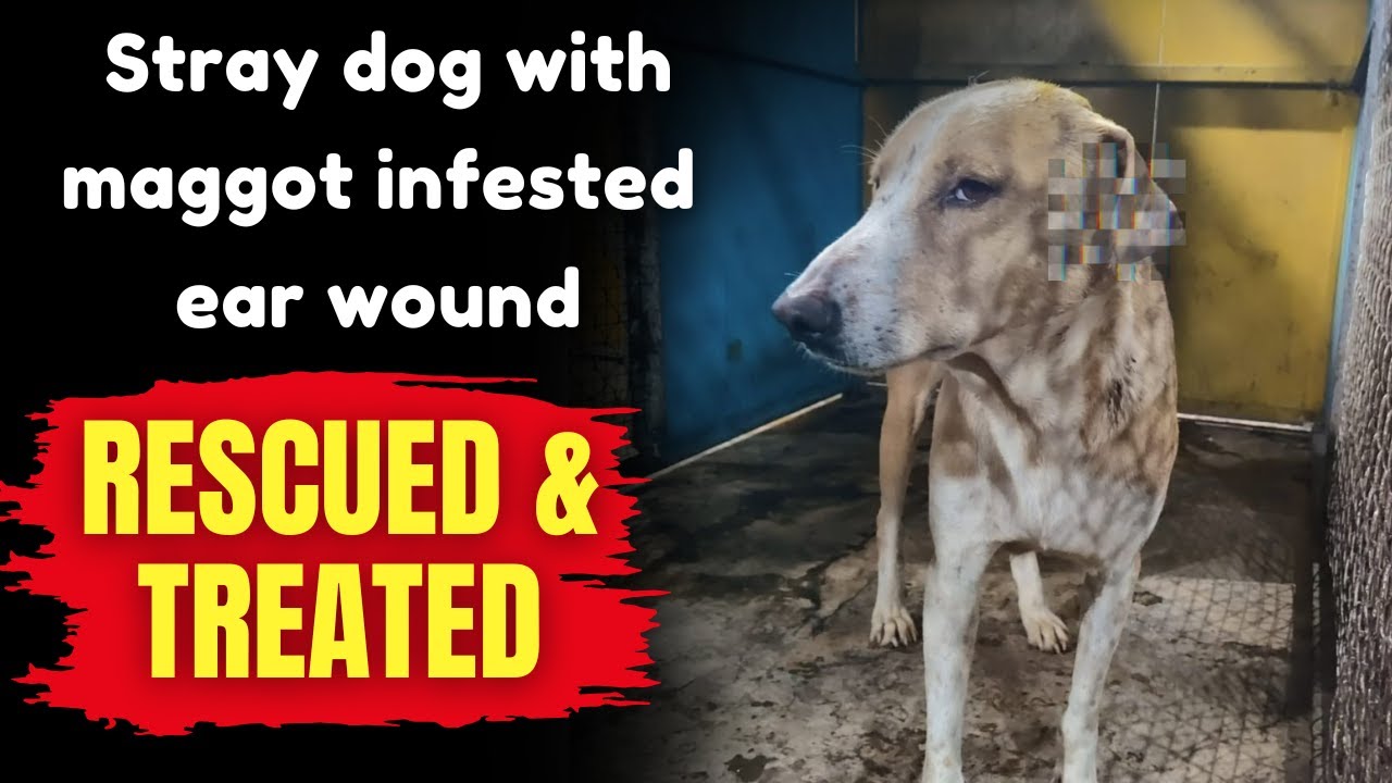 Stray dog with maggot infested ear wound - RESCUED & TREATED - YouTube