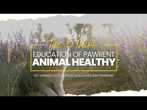 Pet owners face various challenges and problems | Tips n tricks - YouTube