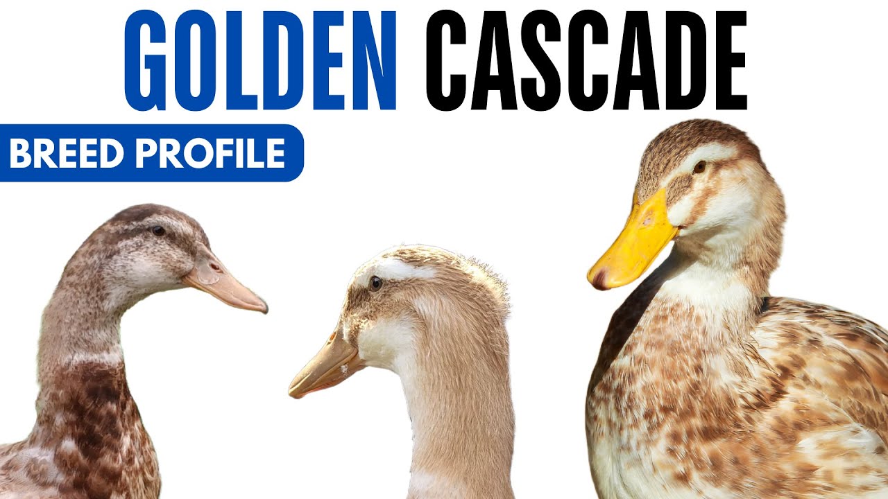 Golden Cascade Duck Breed Profile History Health Issues - Golden ...