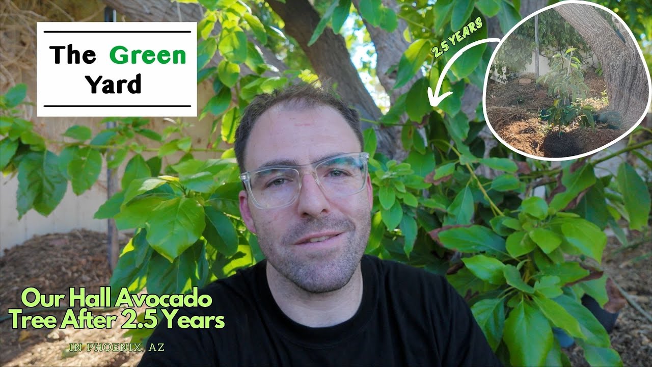 How is it Growing? Our Hall Avocado Tree is FLOURISHING After 2.5 Years ...