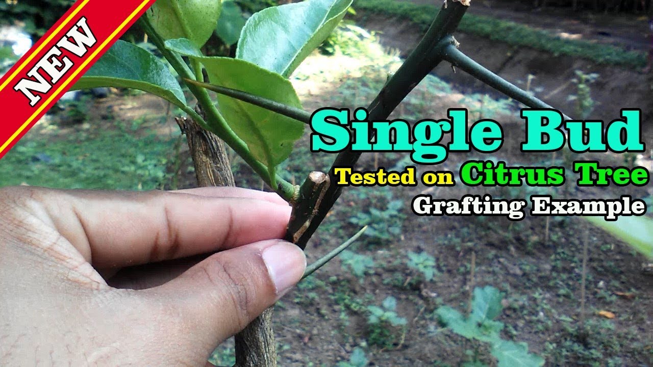 Single Bud Grafting Citrus Tree by Grafting Examples - YouTube