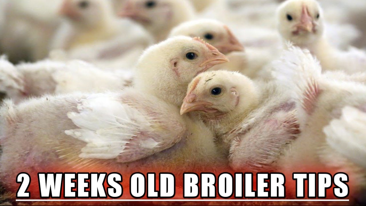 TIPS PARA MAS MABILIS LUMAKI ATING ALAGANG BROILER CHICKEN. - YouTube