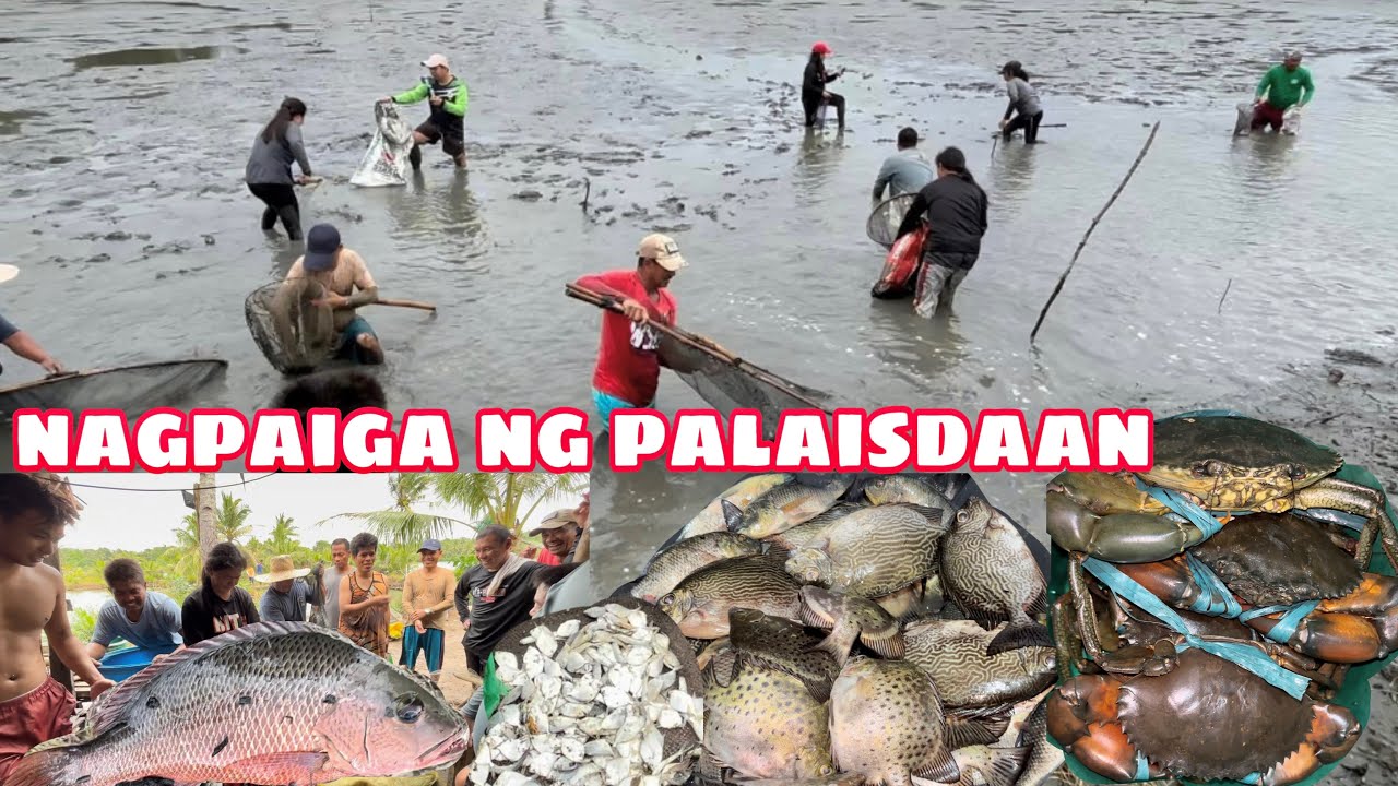 NAGPAIGA NG PALAISDAAN | MARAMING HULING ISDA | Bangus, tambong, kitang ...