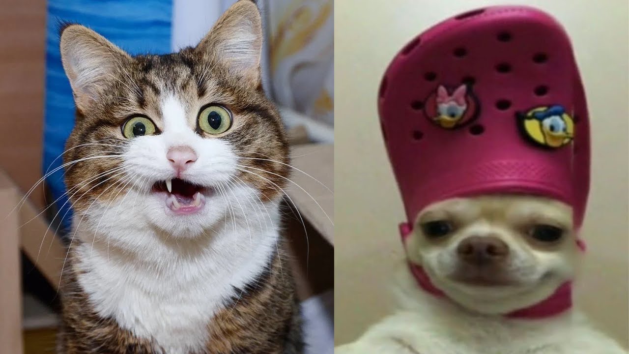FUNNY ANIMALS 2024 🐱 15 MINUTES OF LAUGHTER BEST JOKES WITH CATS AND ...