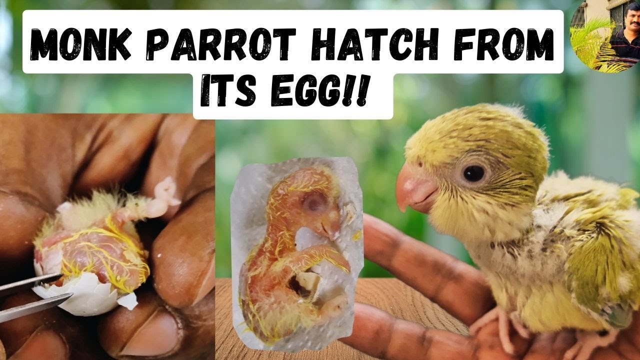 Helping a Baby Monk Parrot Hatch | HMS Aviary - YouTube