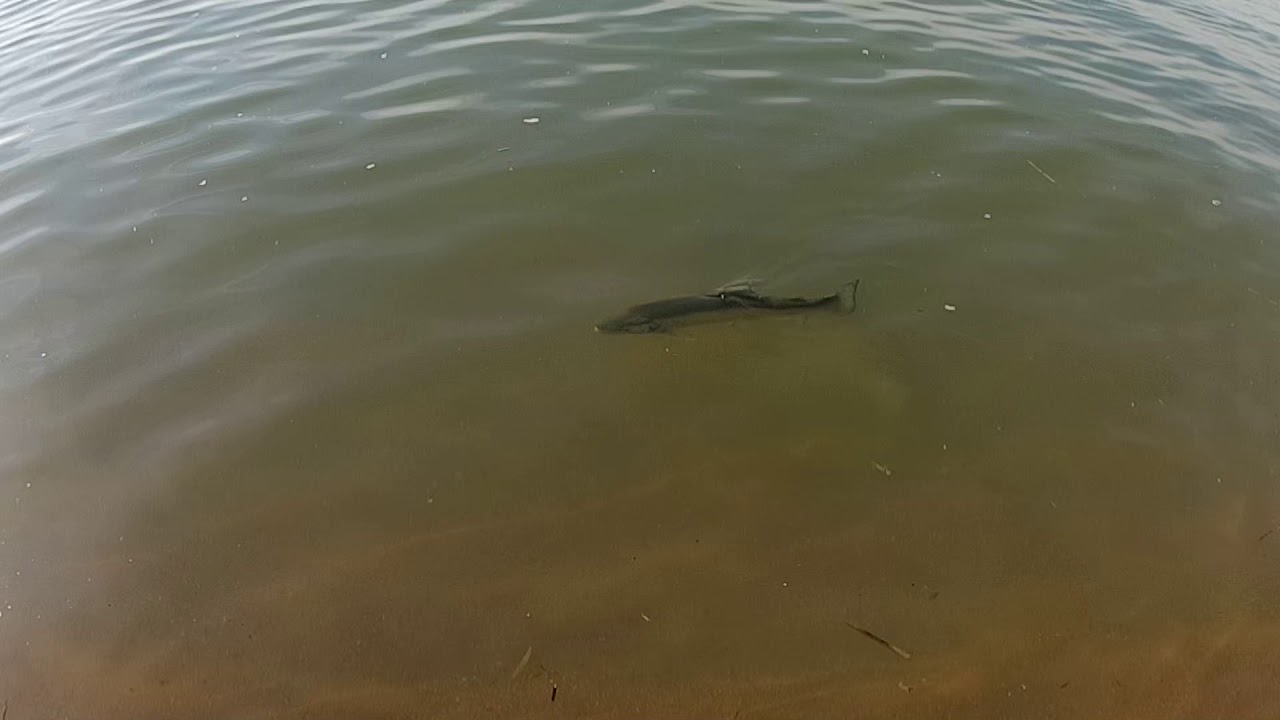 walking a fish along the beach shore - YouTube