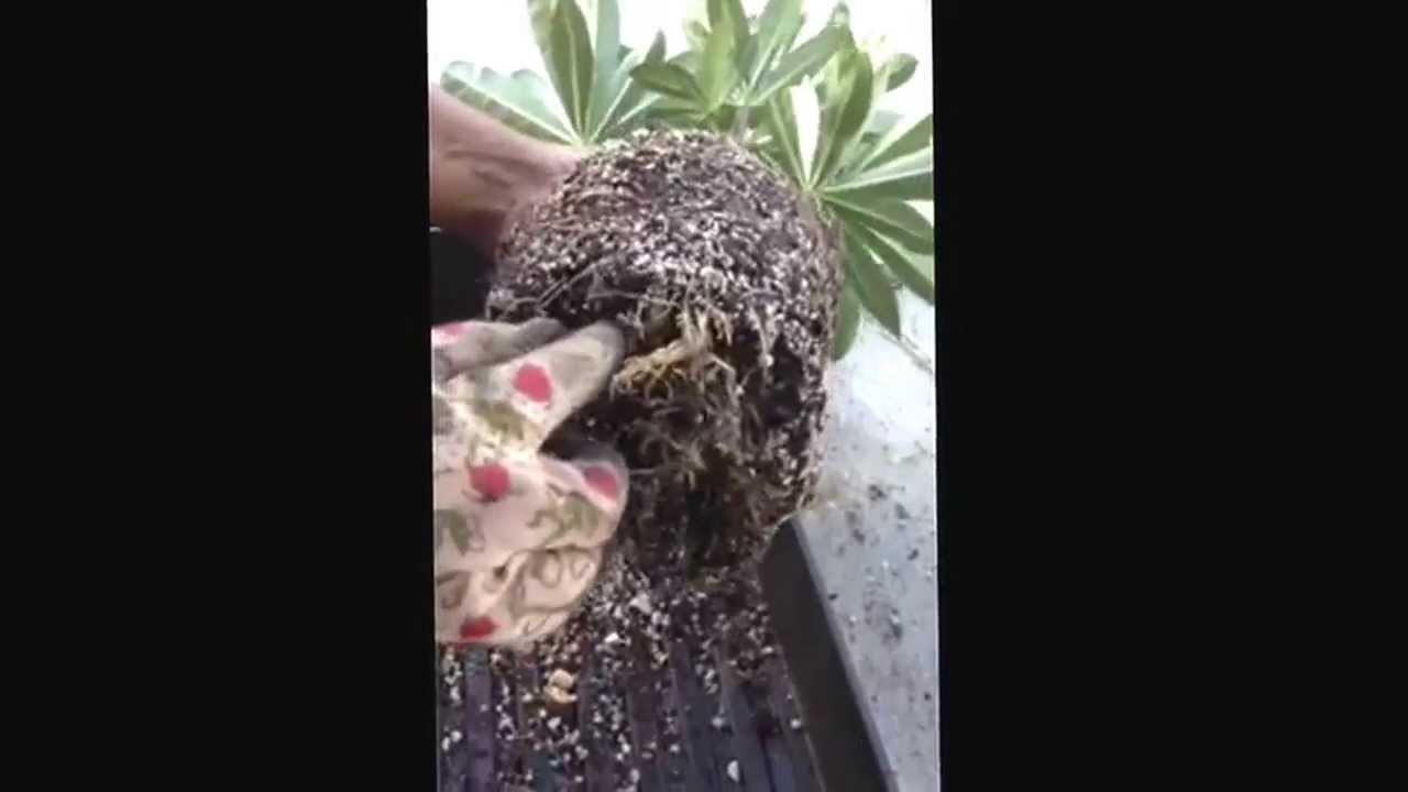 Showing off my Adenium caudex! - YouTube