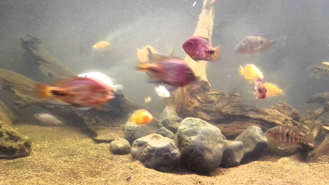 Red dovii fry 1.5 - 3-5 inches and friends - YouTube