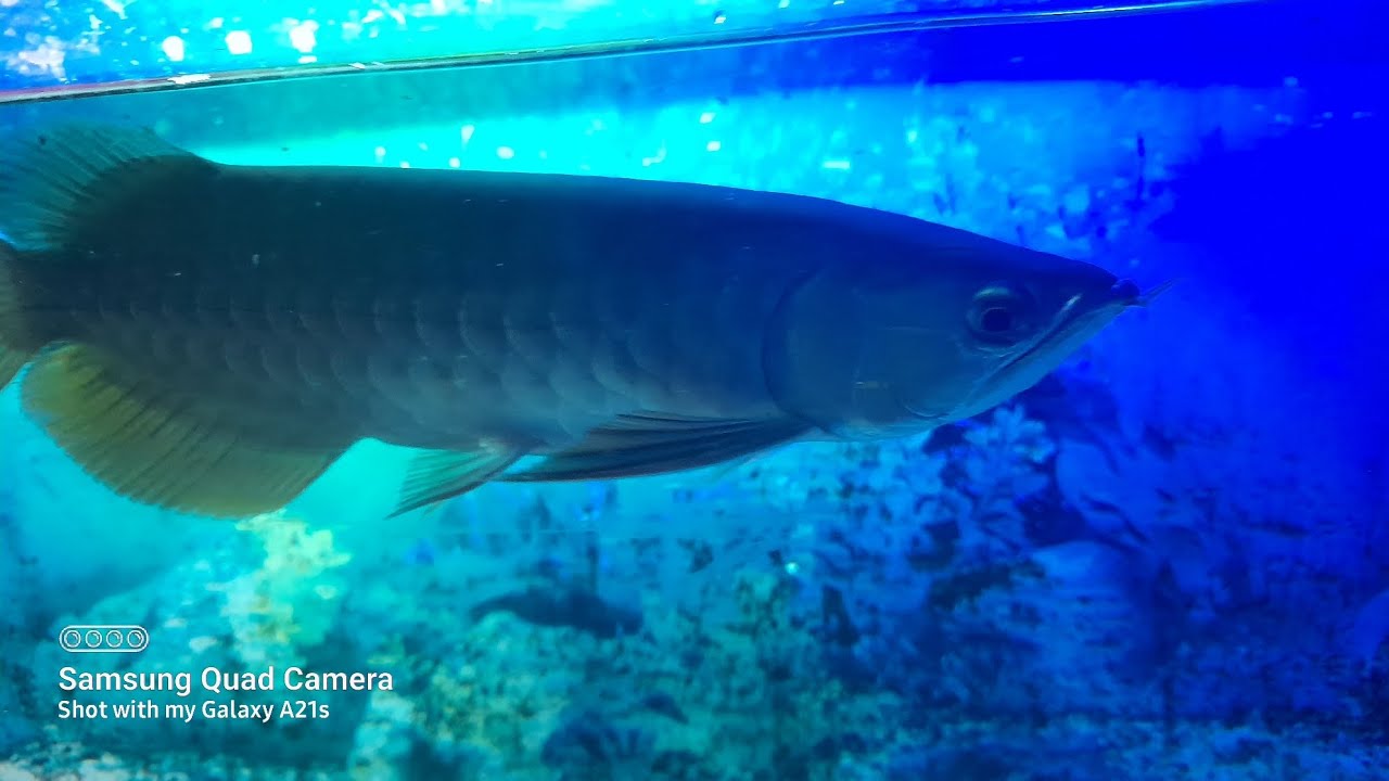 supreme super high back goldan arawana sri lanka - YouTube