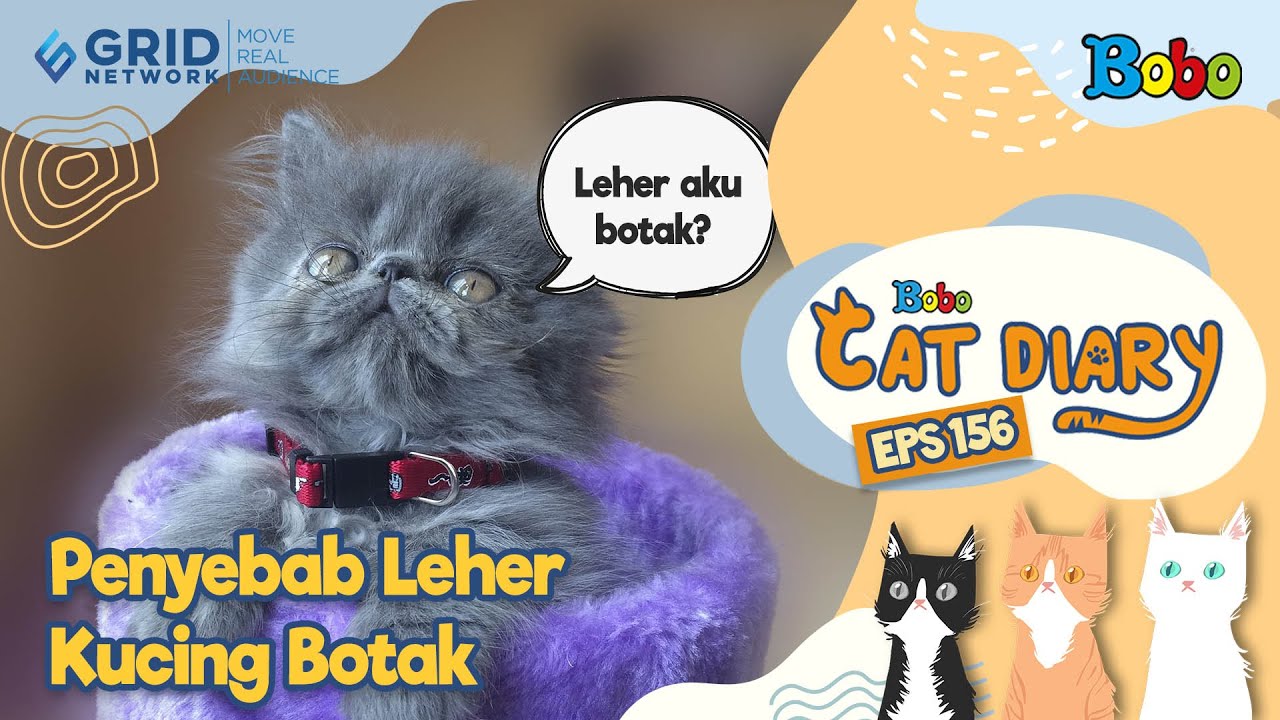 Kucing Lucu - Penyebab Leher Kucing Botak - Bobo Cat Diary Eps 156 ...