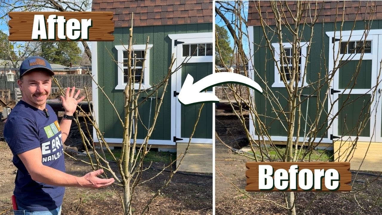 Pruning Fruit Trees 101 - YouTube
