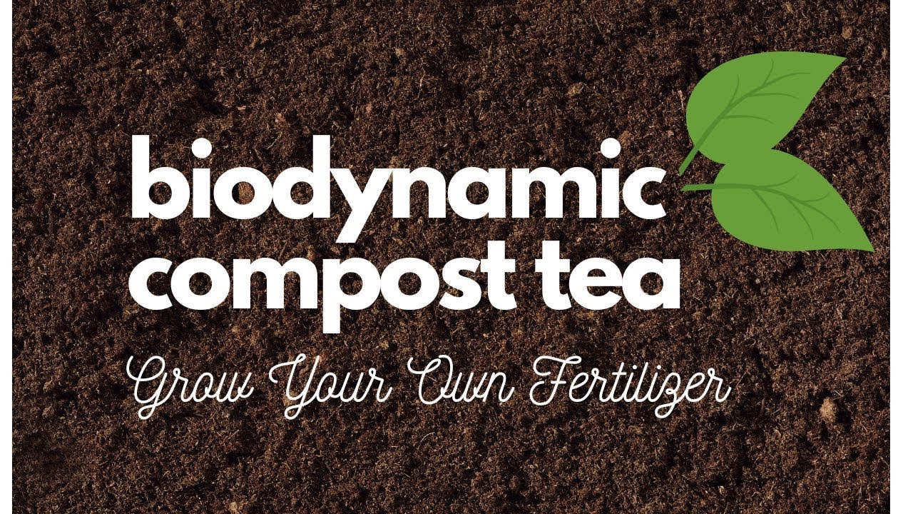 How To Grow Your Own Fertilizer: Comfrey Tea - YouTube