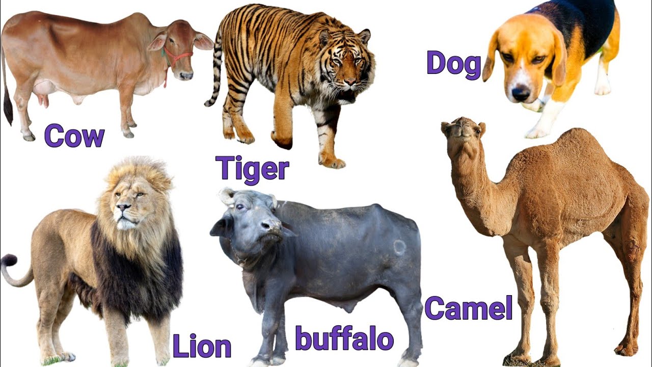 Animals Names in English, animal name and pictures, animal video, cow ...