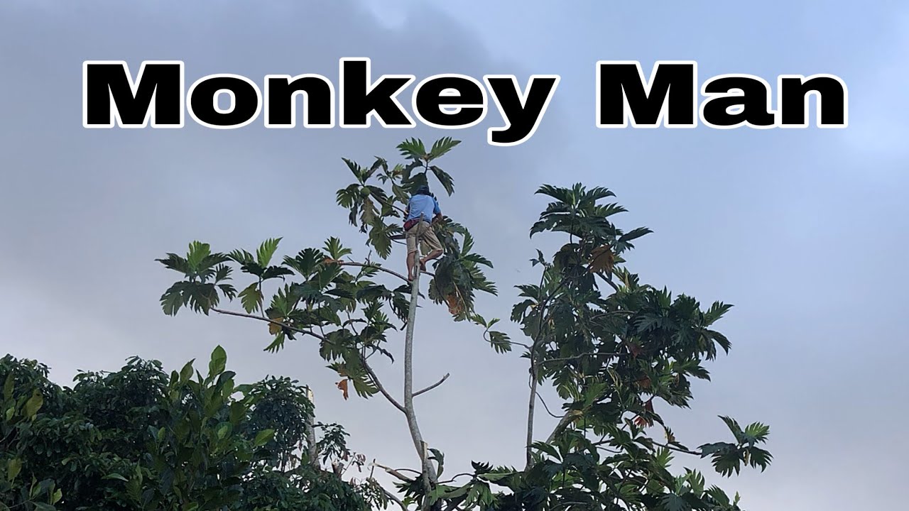 Monkey Man!!!!! Pak Parno Dari Jawa Timur,Menebang Pokok Pencakar ...