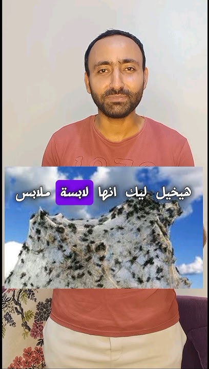 أشجار العناكب 🕸️🕷️ معلوماتعامة هلتعلم مشاهدات اكسبلور معلومات تريند Youtube