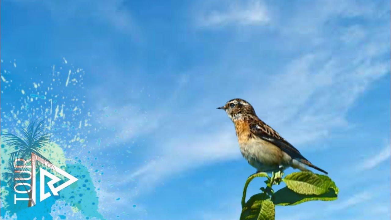 Little bird chirping_04_Orange Screen_RidTour - YouTube