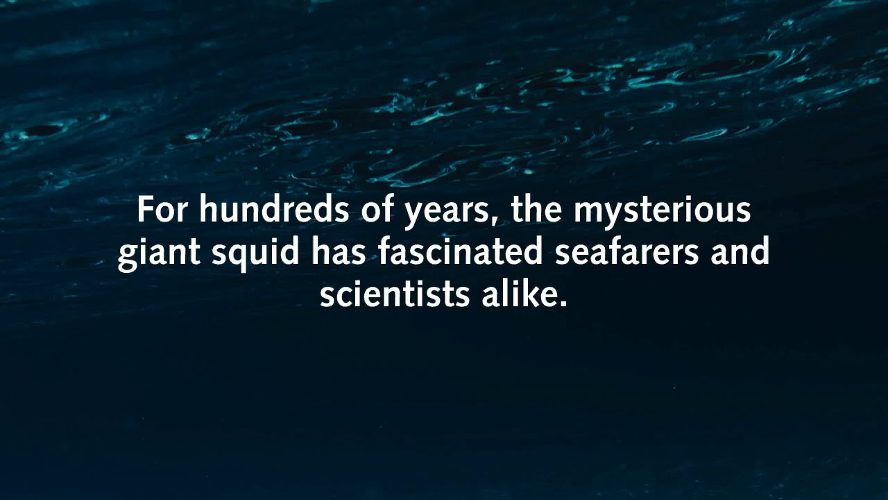 Sequencing the Giant Squid Genome - YouTube