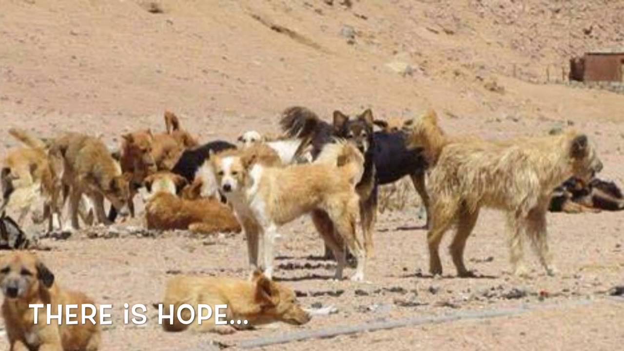 Janet's Wadi - support the street dogs of Dahab - YouTube