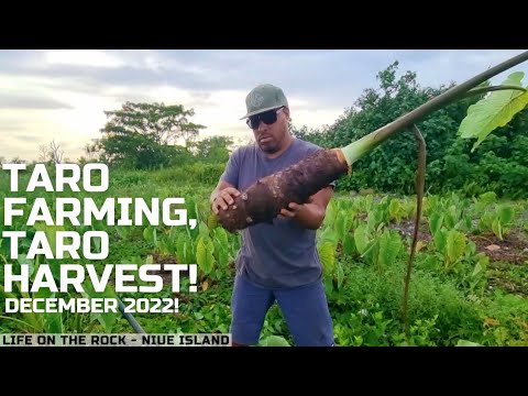 Taro Farming, Taro Harvesting on Niue Island! Big Guns! - YouTube