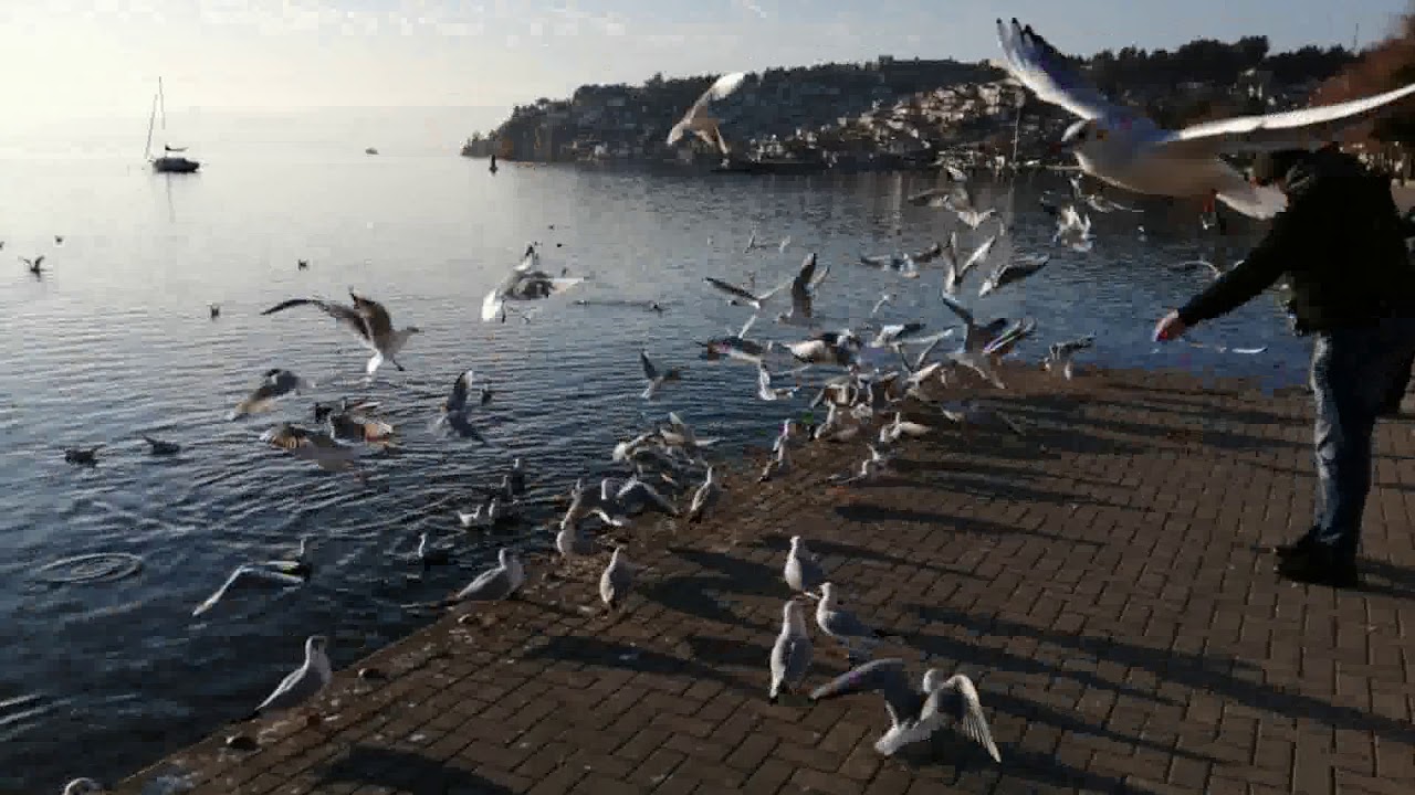 Ohrid vo zima - 24 januari 2020....Ohridsko ezero - YouTube