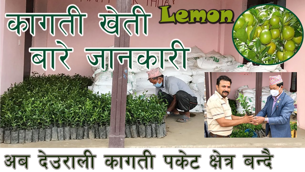 कागती खेती कसरी गर्ने ? सुन कागतीबाट मनग्य आम्दानी | Kagati kheti in nepal - YouTube